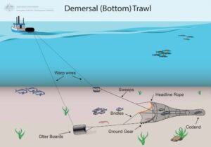 Bottom trawling having less effect than thought - South East Trawl ...